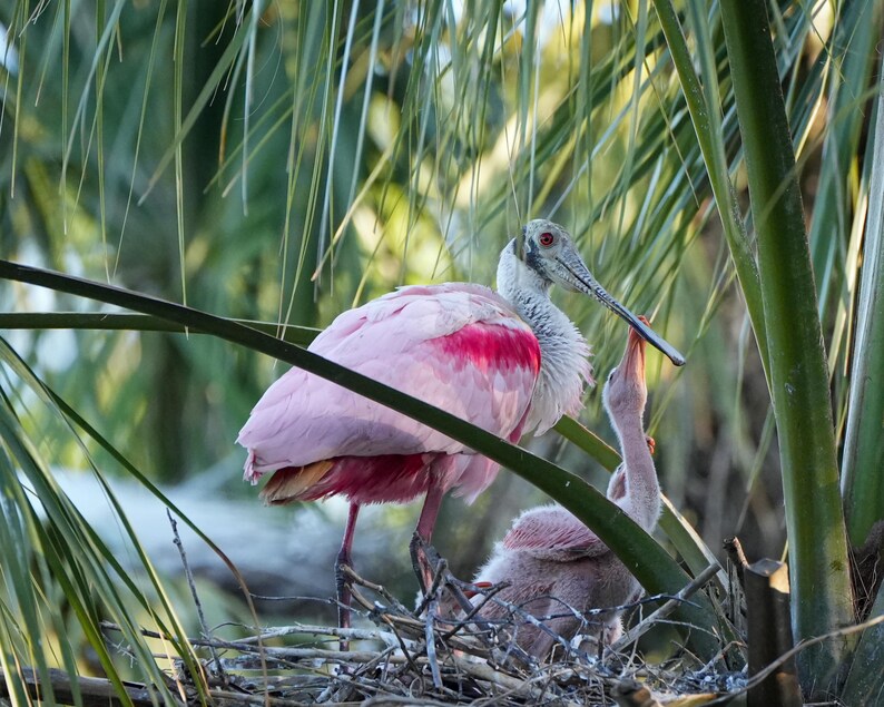 Spoonbill Kisses, Roseate Spoonbill Mama and Baby, Florida Bird, Bird ...