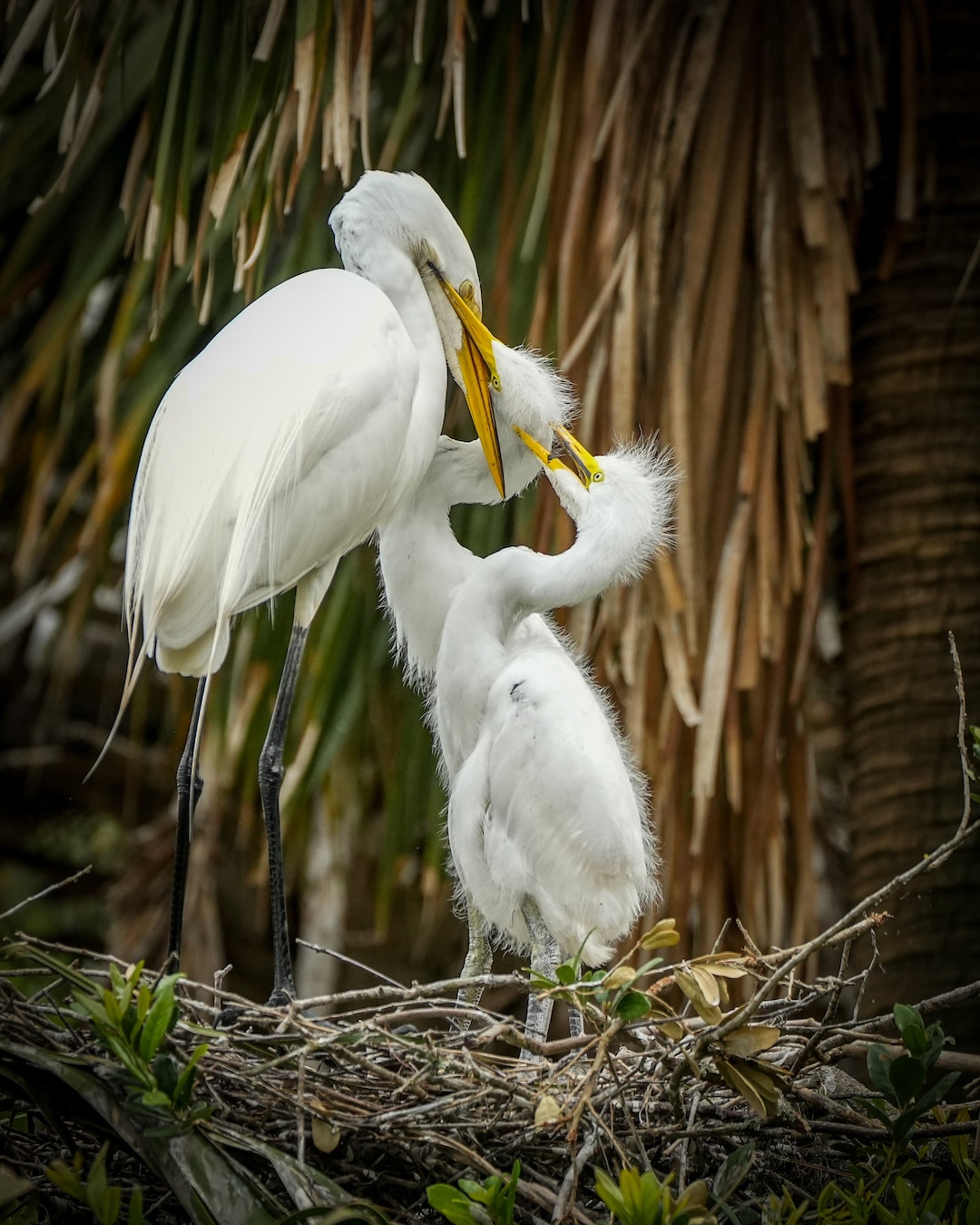 Great Egret Family Photo, Nesting Print, Baby Birds - Etsy