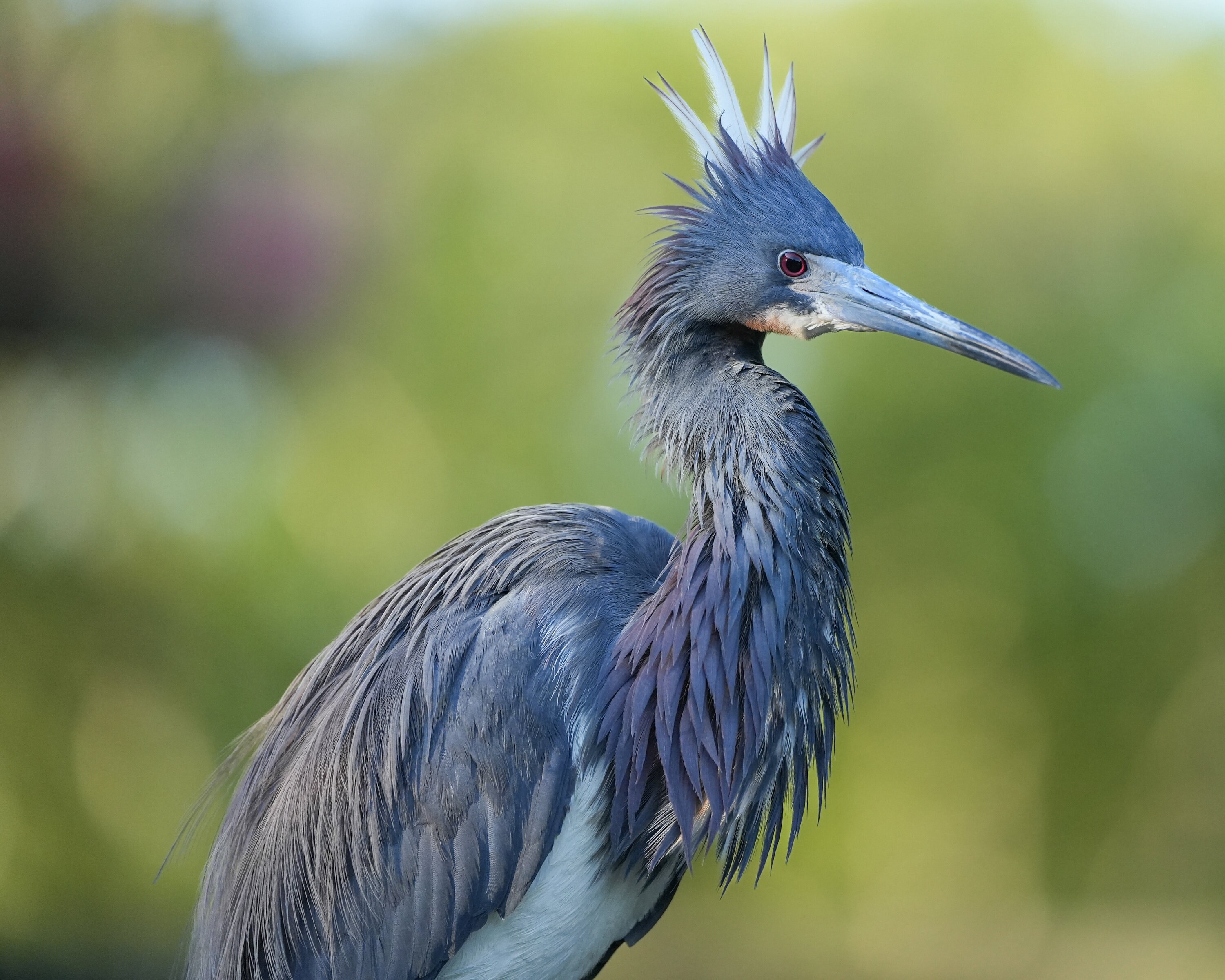 Tricolored Heron
