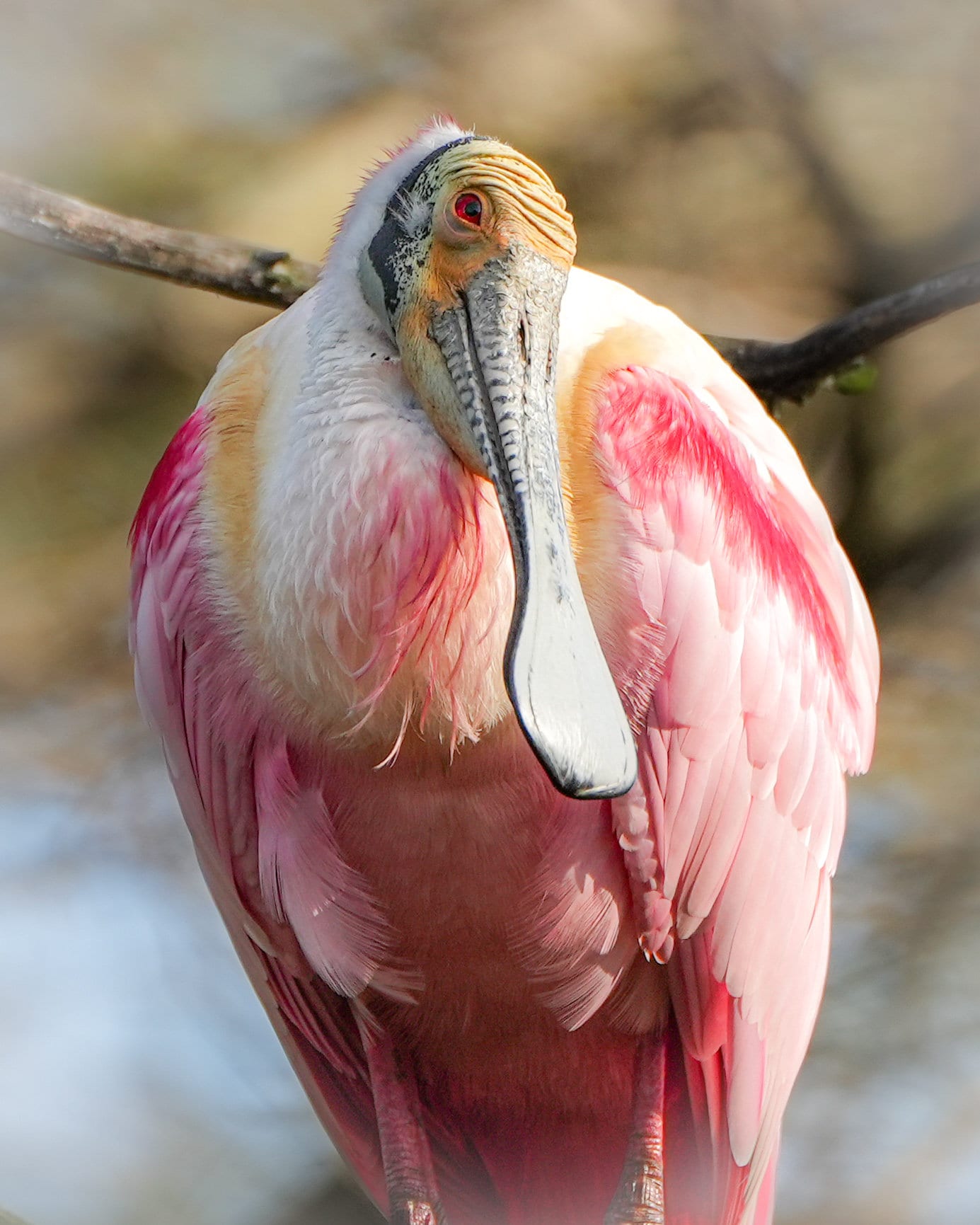 Roseate Spoonbill With Breeding Colors Print, 4 Variations, Bird Photo ...