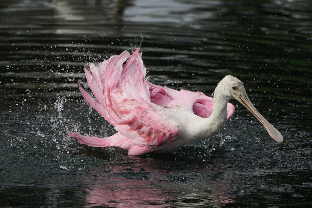 Roseate Spoonbill Photos, Splish Splash Taking a Bath Prints, Florida Photos, Spoonbill Prints ...