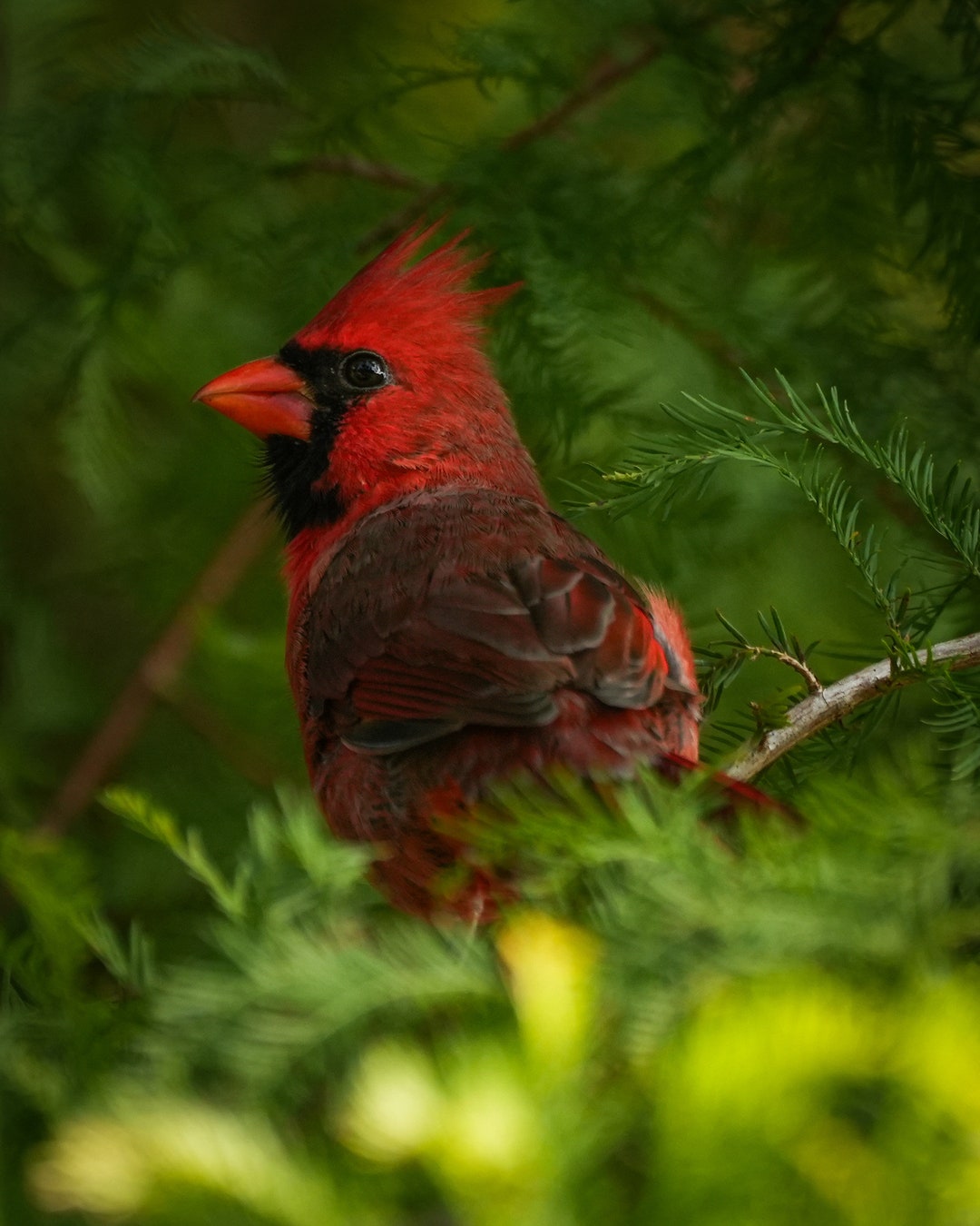 Cardinal Photo, Beautiful Cardinal Bird in a Tree, Nature Print - Etsy