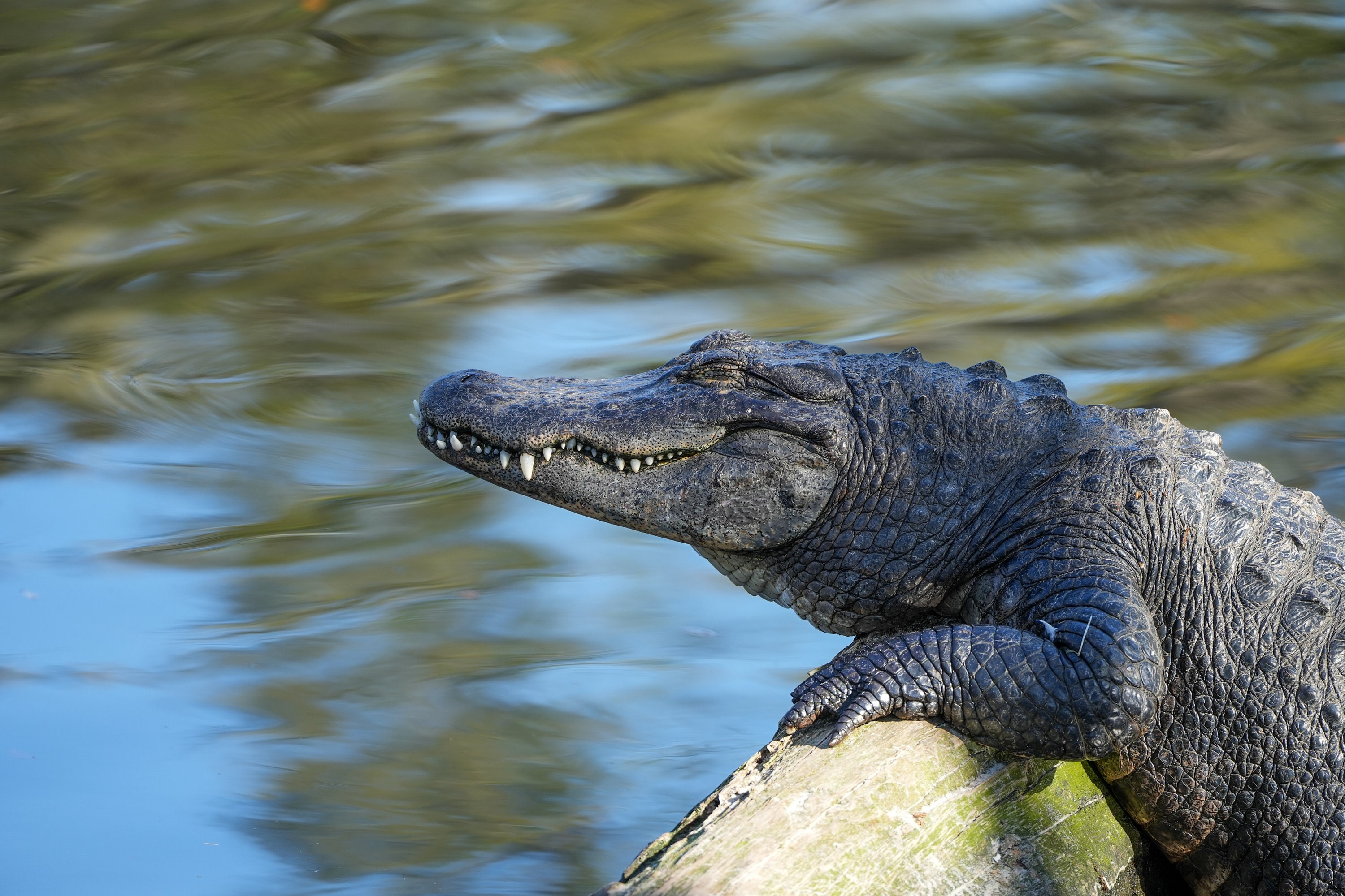 Alligator Smile Prints, 3 Variations, St. Augustine Alligator Farm ...