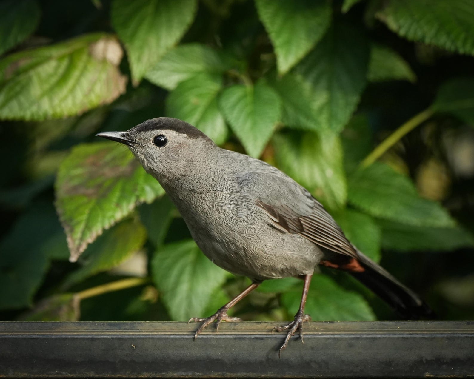 Gray Catbird in the Garden, Photos, Nature Prints, Bird Photos - Etsy