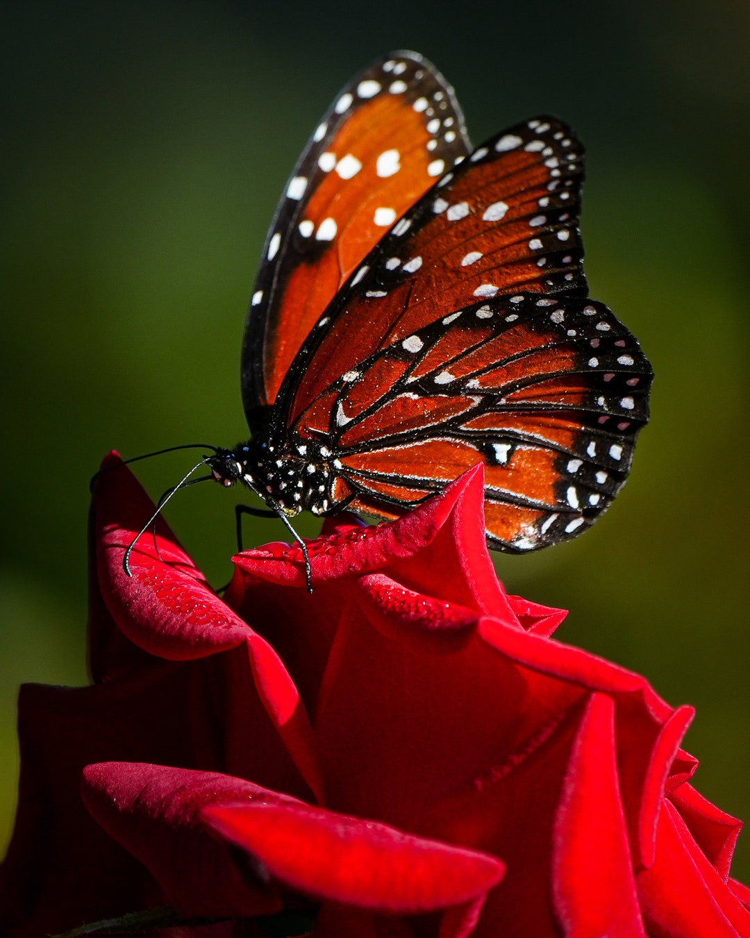 Queen Butterfly on Red Rose Print, 2 Variations, Nature Photo - Etsy
