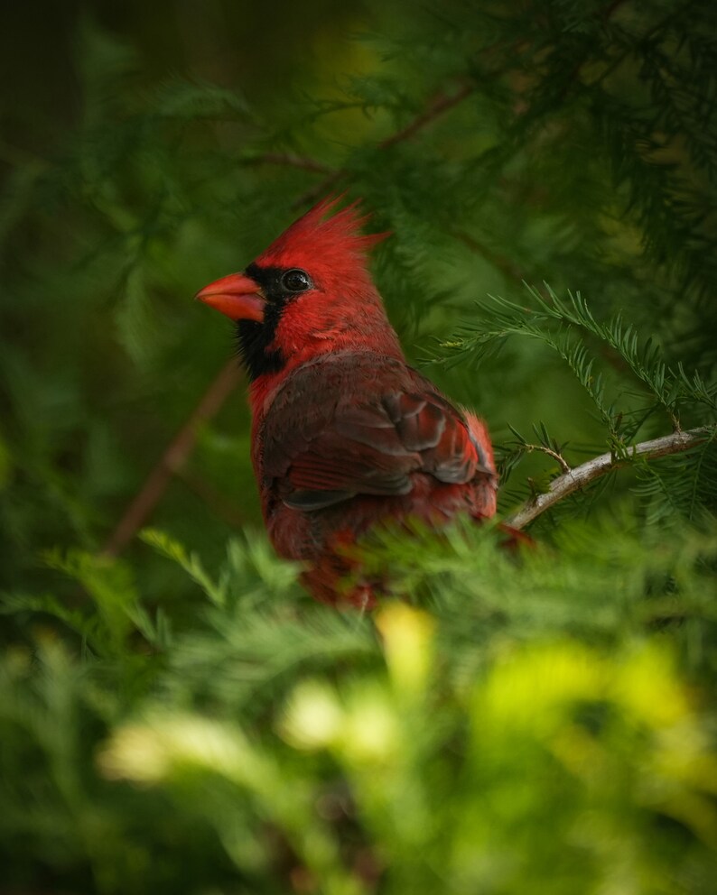 Cardinal Photo, Beautiful Cardinal Bird in a Tree, Nature Print - Etsy