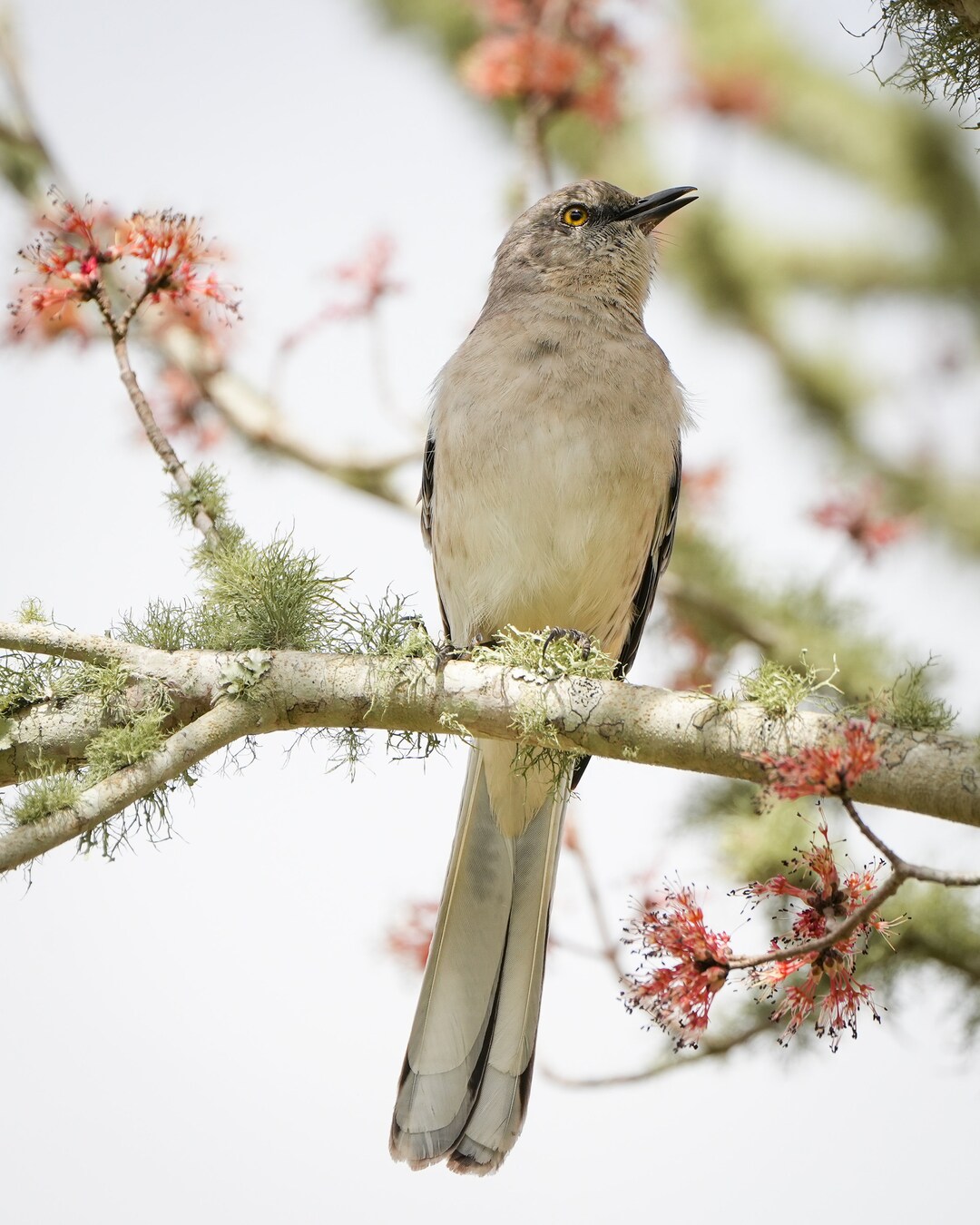 Mockingbird Print, 3 Variations, Florida Bird, Bird Photo - Etsy