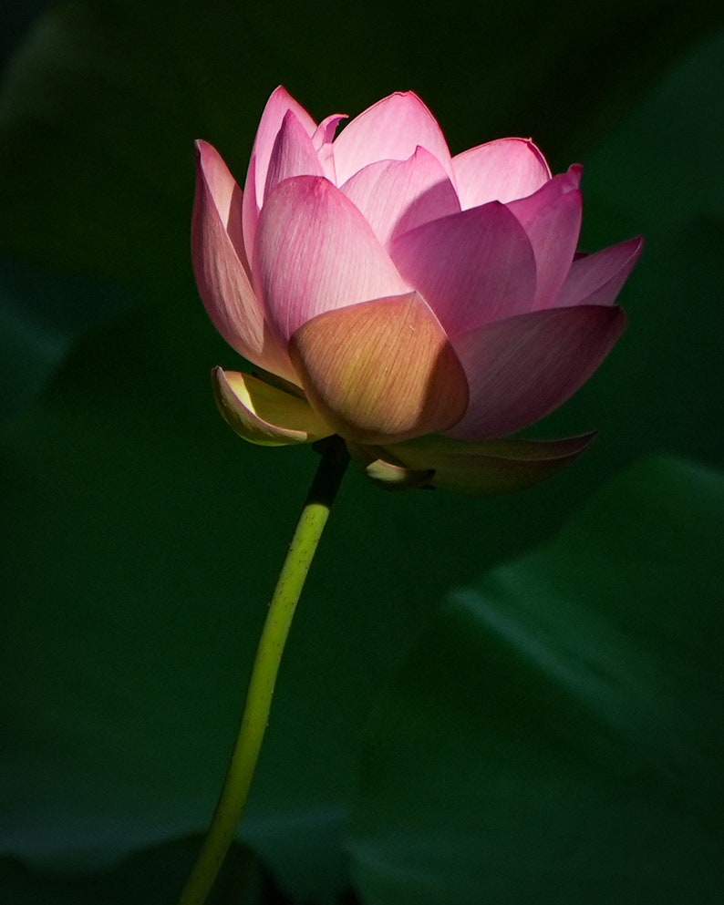 Lotus Flower Photos, Lotus Blooms, Fine Art Prints, 10 Variations - Etsy