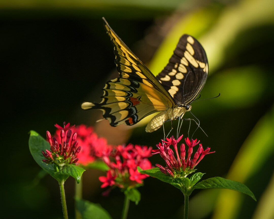 Giant Swallowtail Butterfly on Flowers, 2 Variations, Nature Photos - Etsy