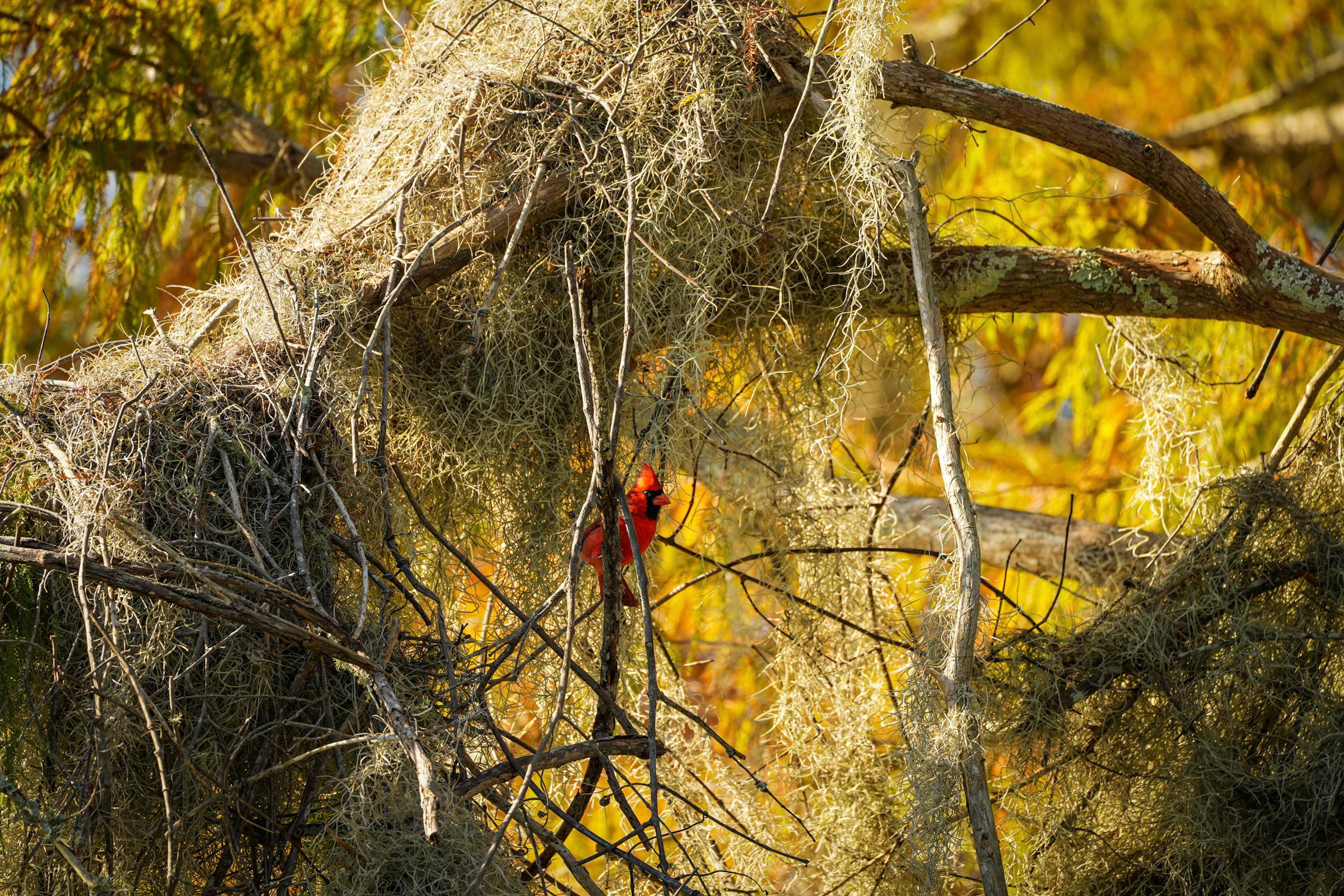 Northern Cardinal, Bird Photos, 2 Variations, in Tree With Spanish Moss ...