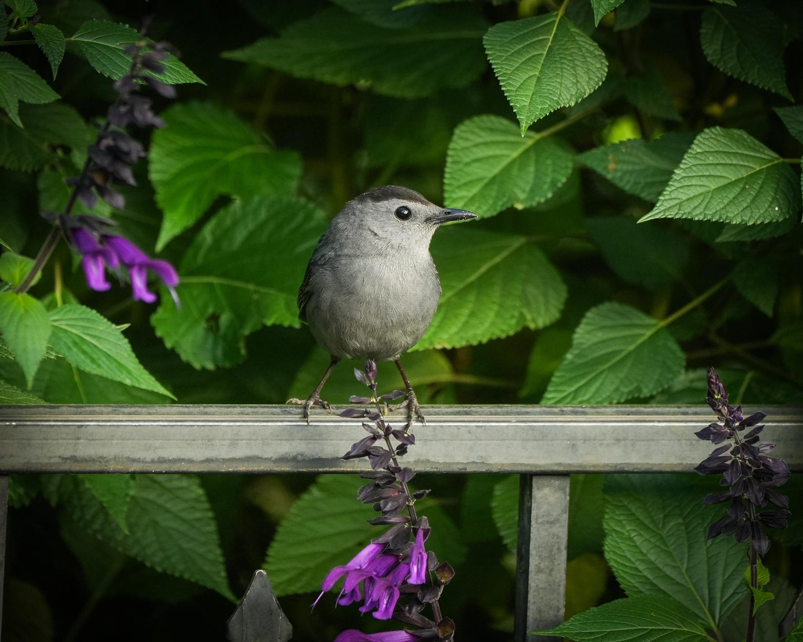 Gray Catbird in the Garden, Photos, Nature Prints, Bird Photos - Etsy
