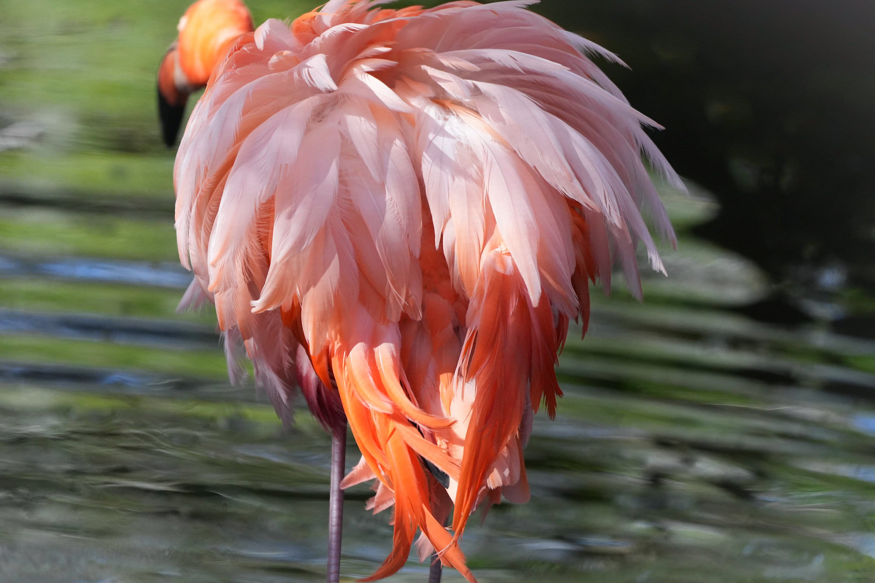 Flamingo Print, Shake Your Tail Feathers, Florida Photo - Etsy