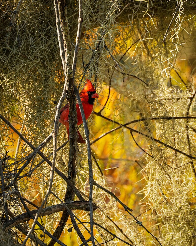 Cardinal Photo in a Tree Spanish Moss Print - Etsy