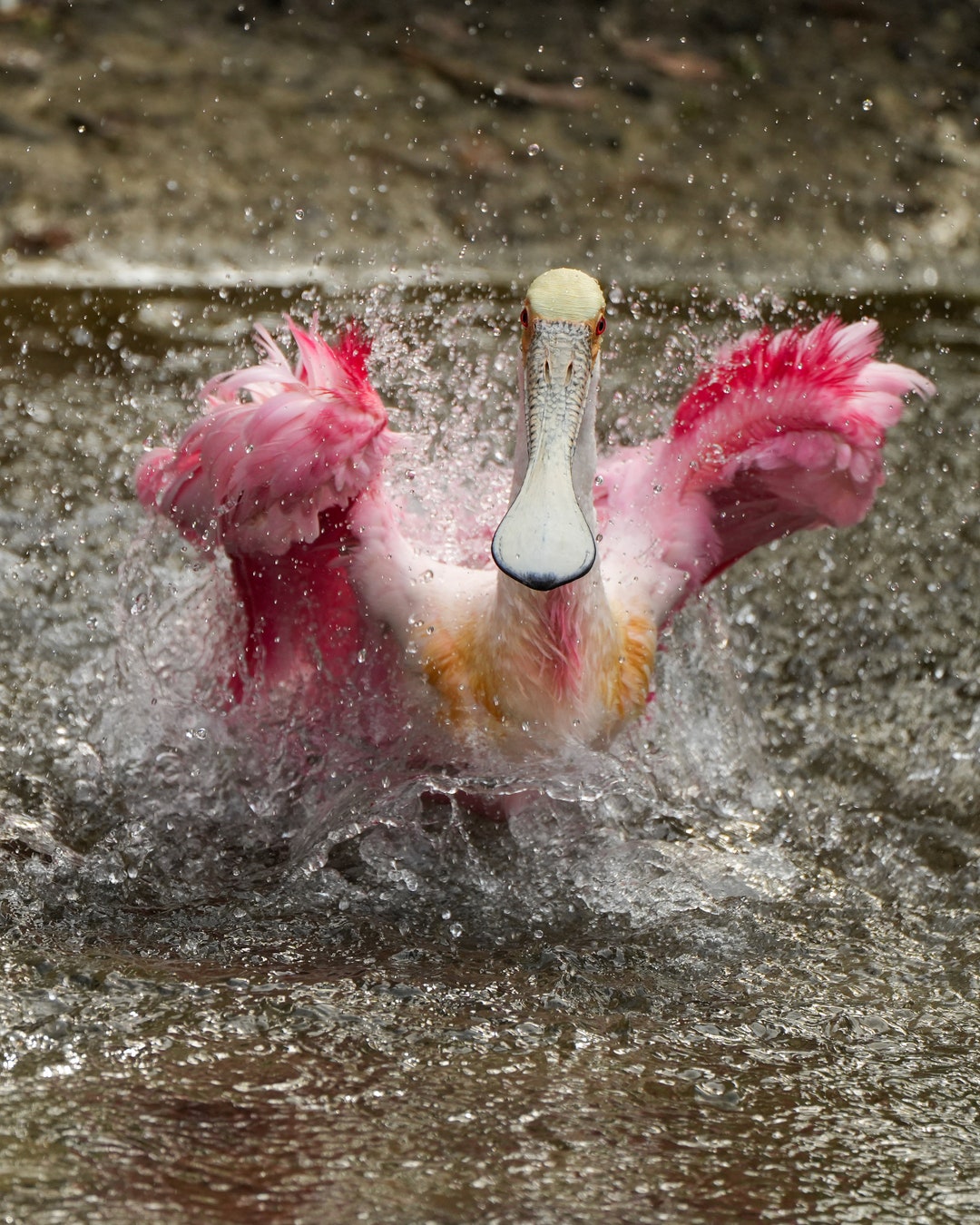 Roseate Spoonbill Photo, Splish Splash Taking a Bath Print, Florida Photo - Etsy