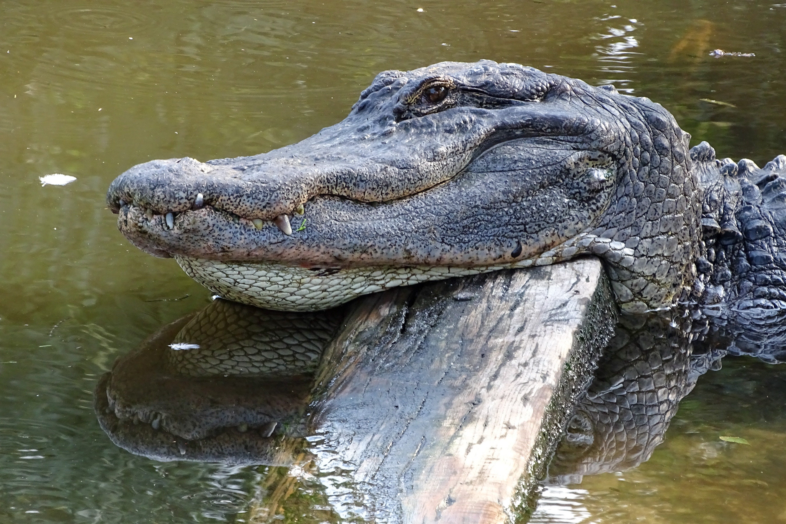 Alligator Smile Print, St. Augustine Alligator Farm, Florida Photo - Etsy