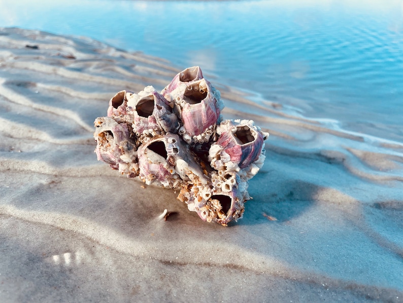 Hermit Crab and Barnacle Photos, 3 Variations, Beach Photos - Etsy