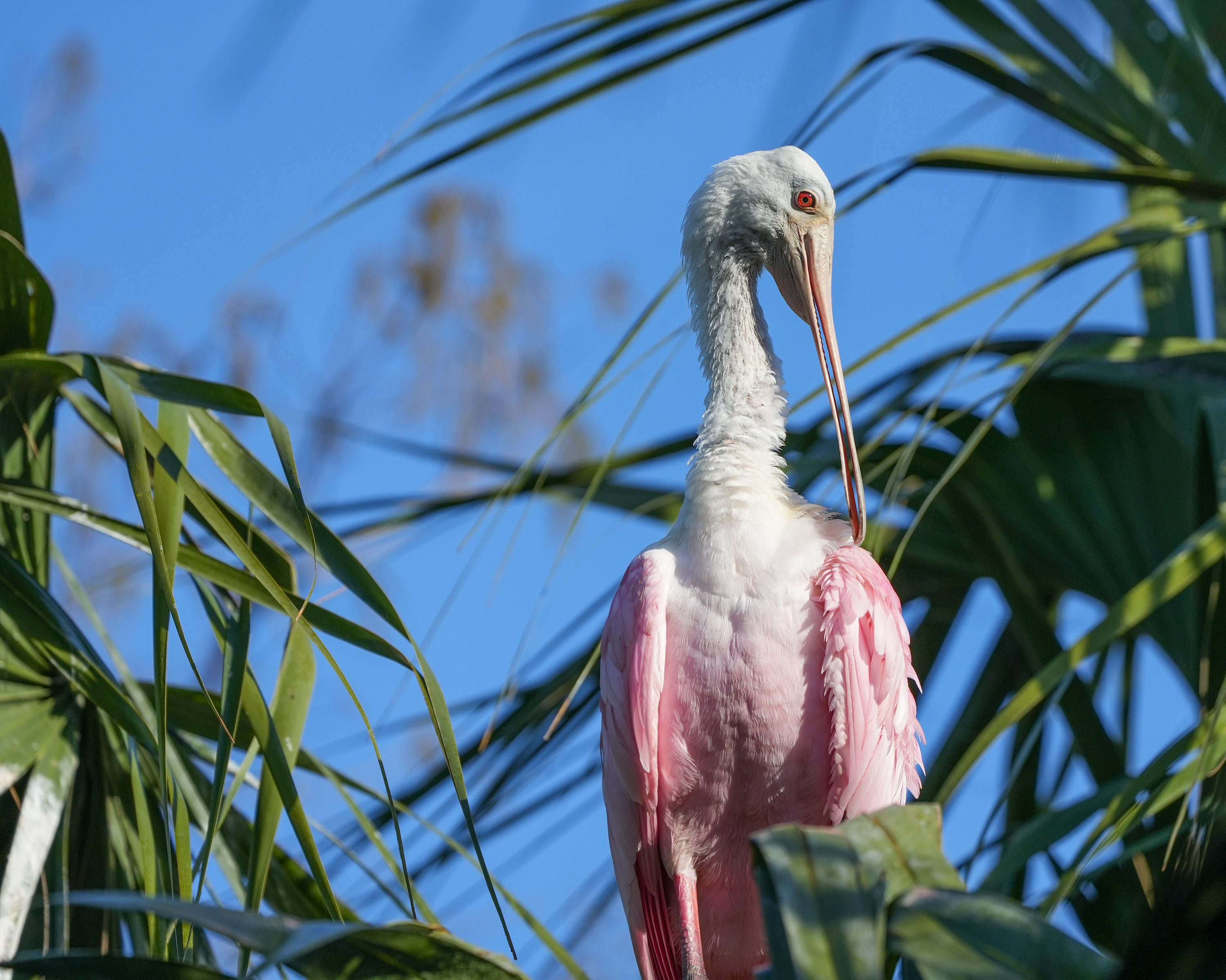 Roseate Spoonbill, Florida Bird, Bird Photo, Print - Etsy