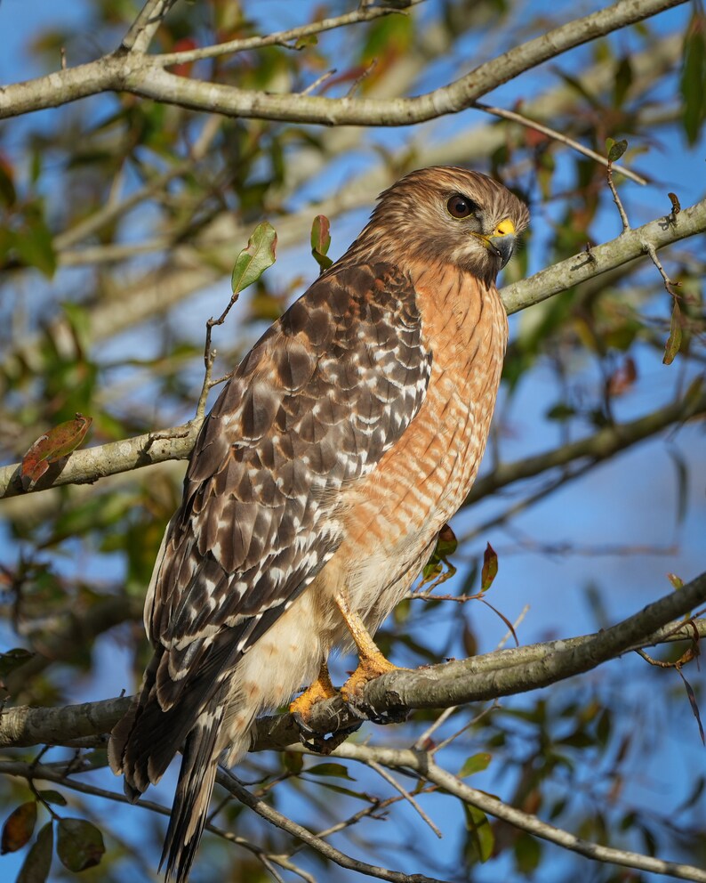 Red-shouldered Hawk, 3 Variations, Bird Photo, Nature Print - Etsy