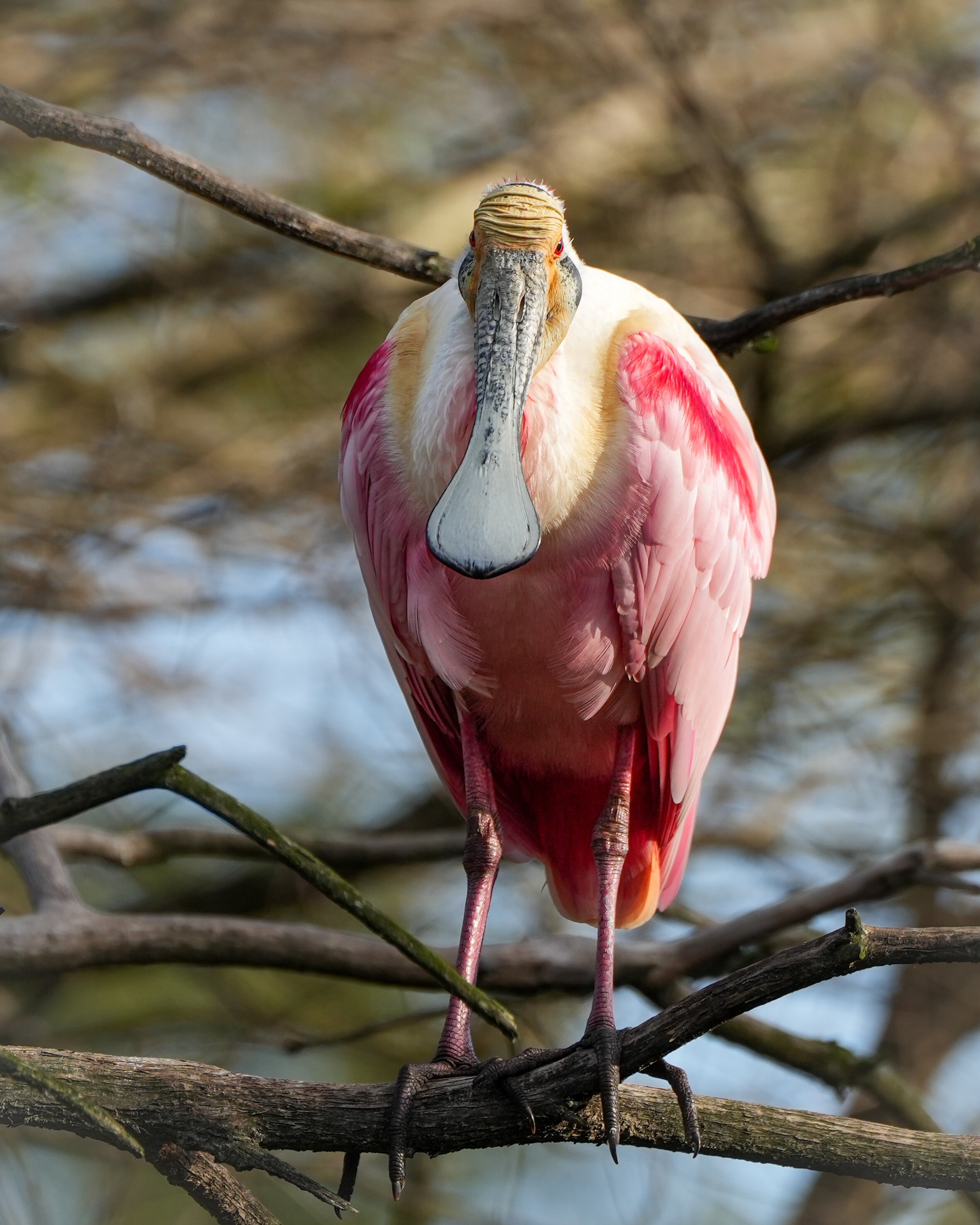 Roseate Spoonbill With Breeding Colors Print, 4 Variations, Bird Photo ...