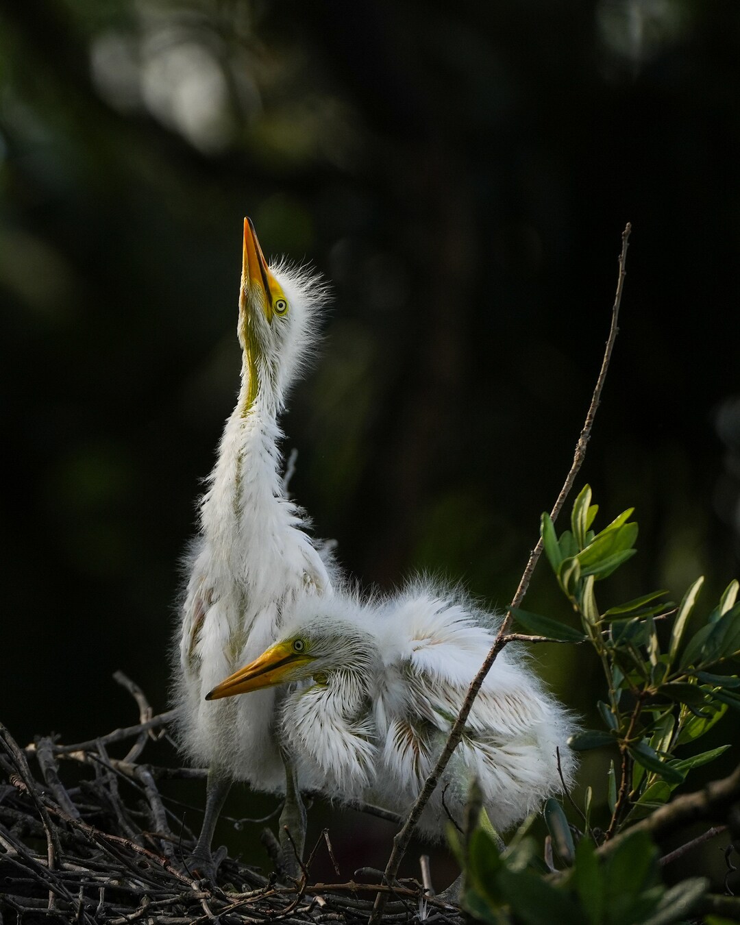 Great Egret Chicks, Siblings in Nest, Photo, Nesting Print - Etsy
