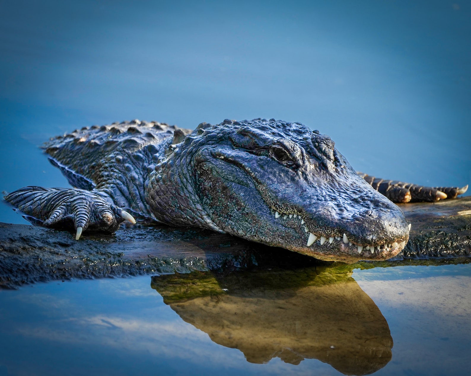 Alligator Photo, Reflection, Alligator Smile Print, Florida Fine Art ...
