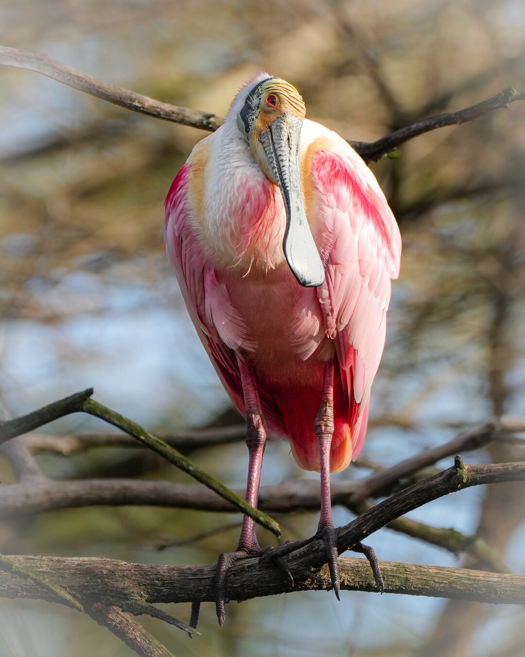 Roseate Spoonbill With Breeding Colors Print, 4 Variations, Bird Photo ...