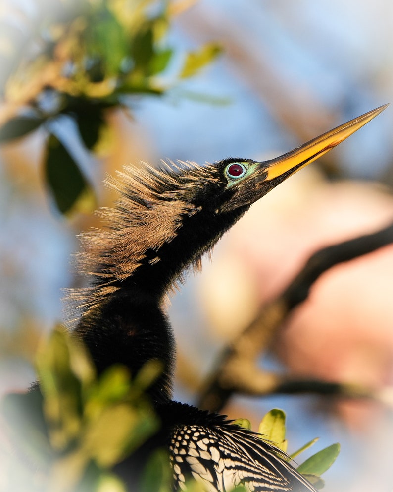 Male Breeding Anhinga, Bird Photo, Nature Print - Etsy