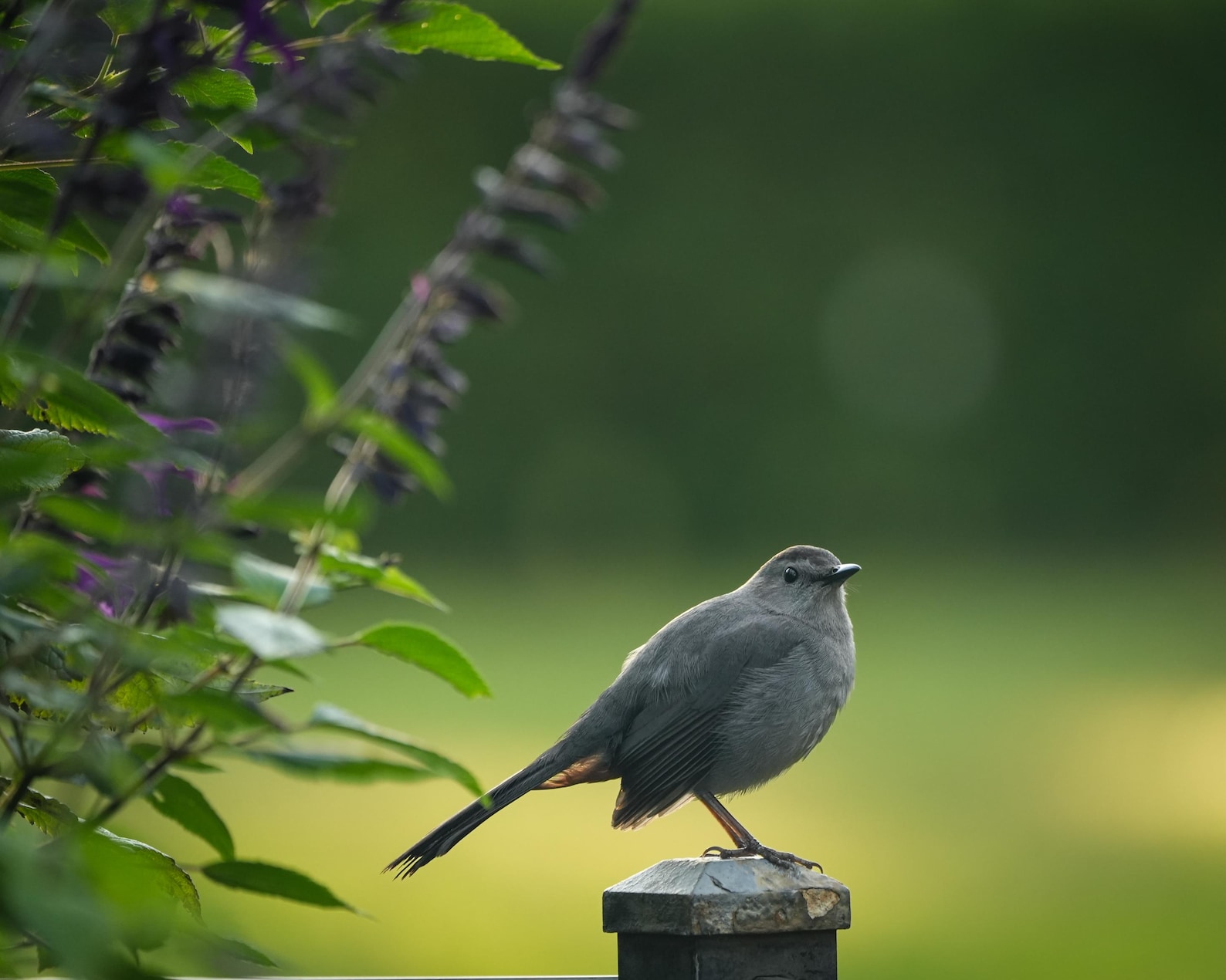 Gray Catbird in the Garden, Photos, Nature Prints, Bird Photos - Etsy
