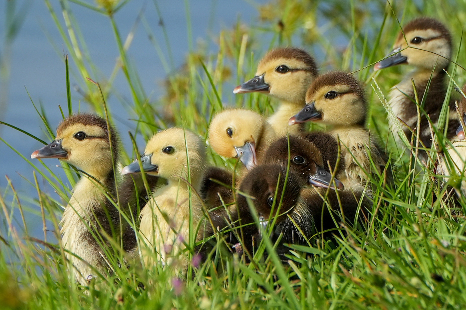 Ducklings Photos, Muscovy, Spring Photo, Fine Art Print - Etsy