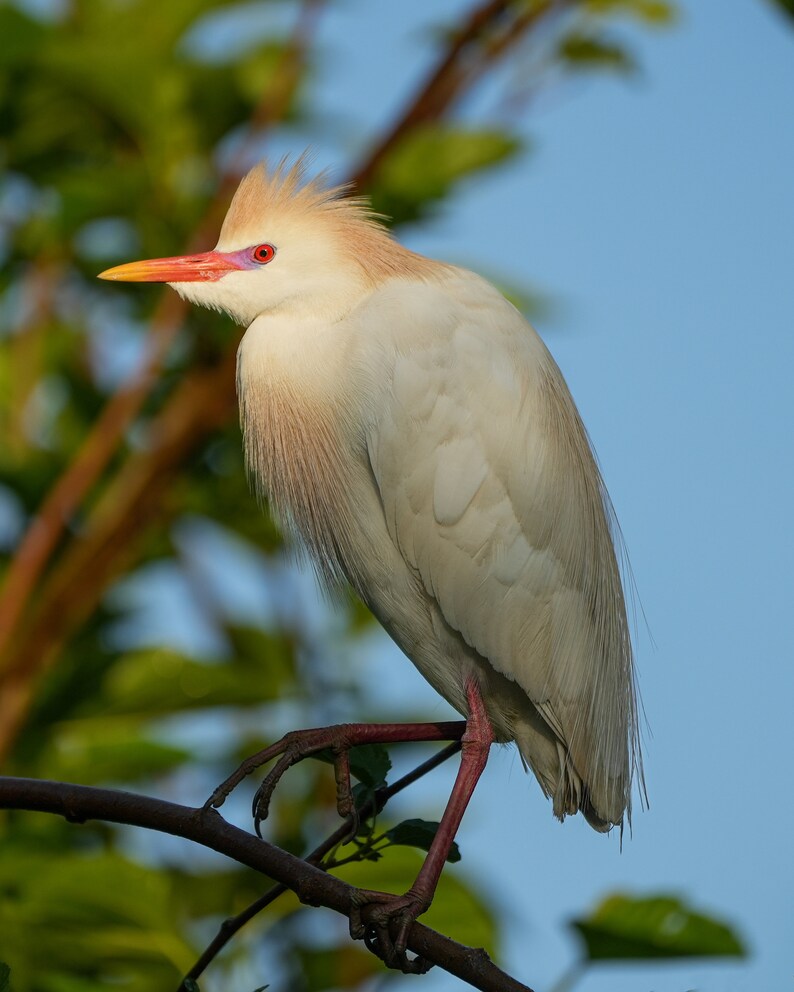 Cattle Egret, Breeding Plumage, Nature Photo, Print - Etsy