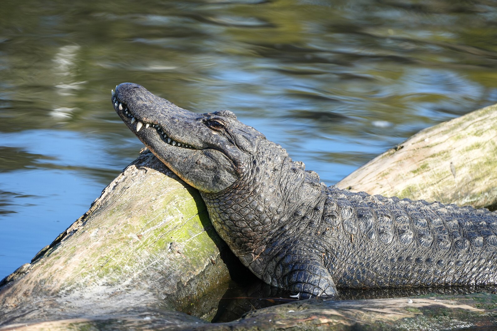 Alligator Smile Prints, 3 Variations, St. Augustine Alligator Farm ...