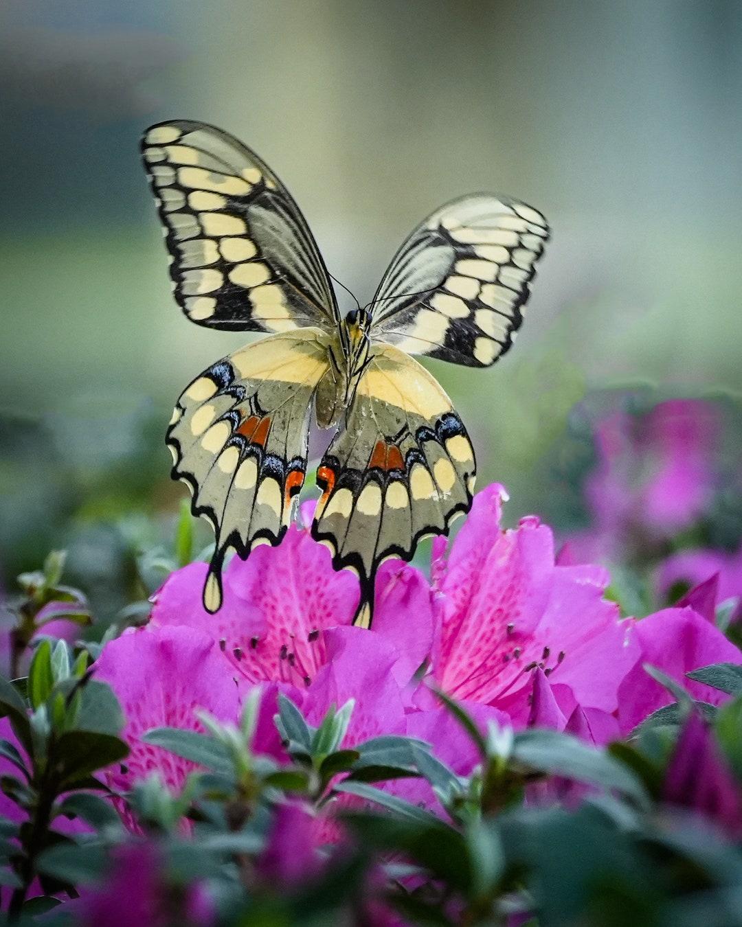 Giant Swallowtail Butterfly Photos, 4 Variations, Nature Prints - Etsy