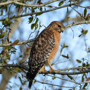 Red-shouldered Hawk, 3 Variations, Bird Photo, Nature Print - Etsy