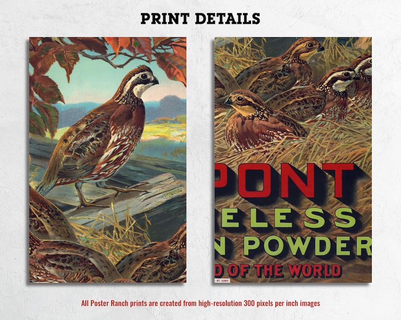 1913 Du Pont Shotgun Powder Ad Poster by Lynn Bogue Hunt, Vintage Quail ...