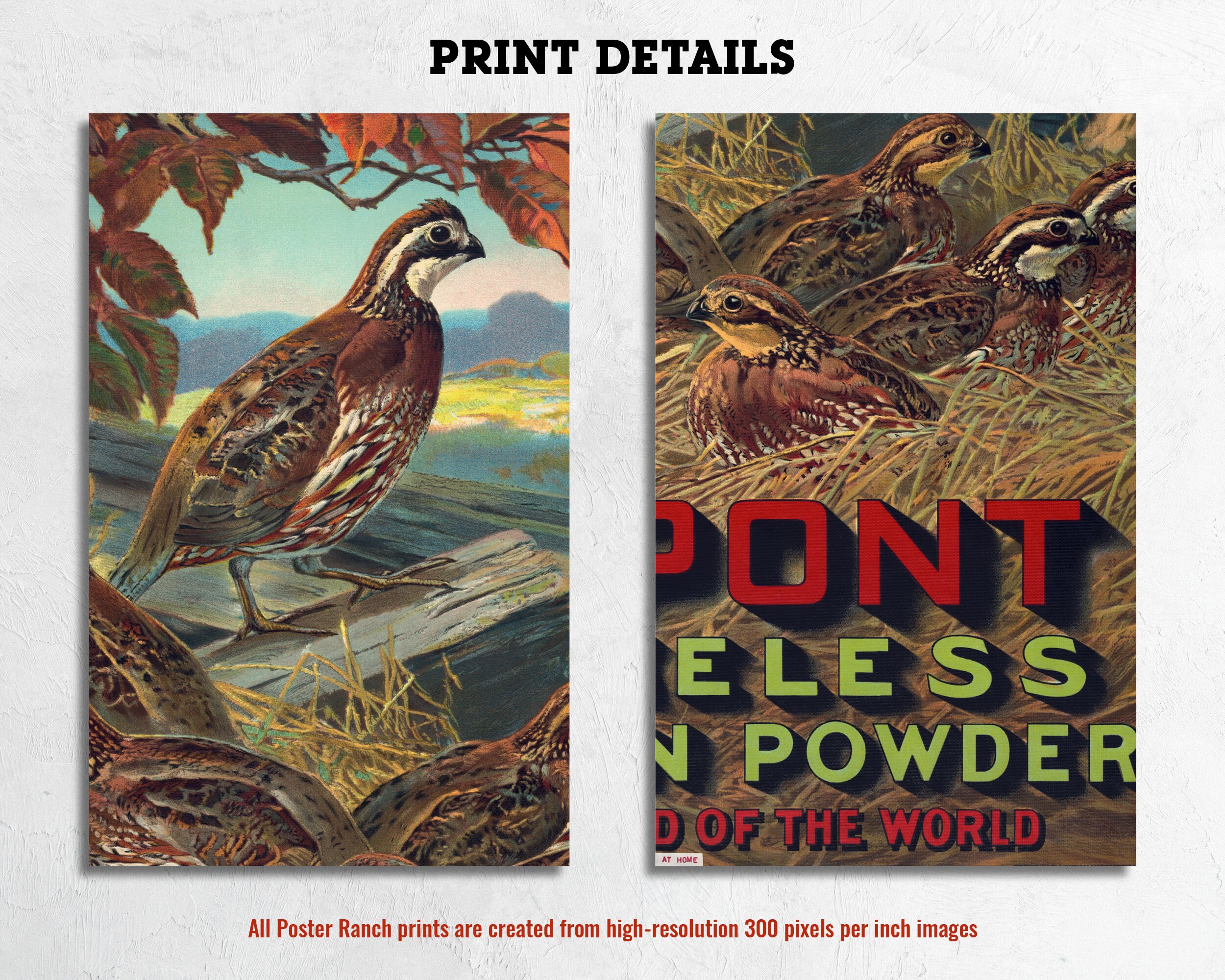 1913 Du Pont Shotgun Powder Ad Poster by Lynn Bogue Hunt, Vintage Quail ...