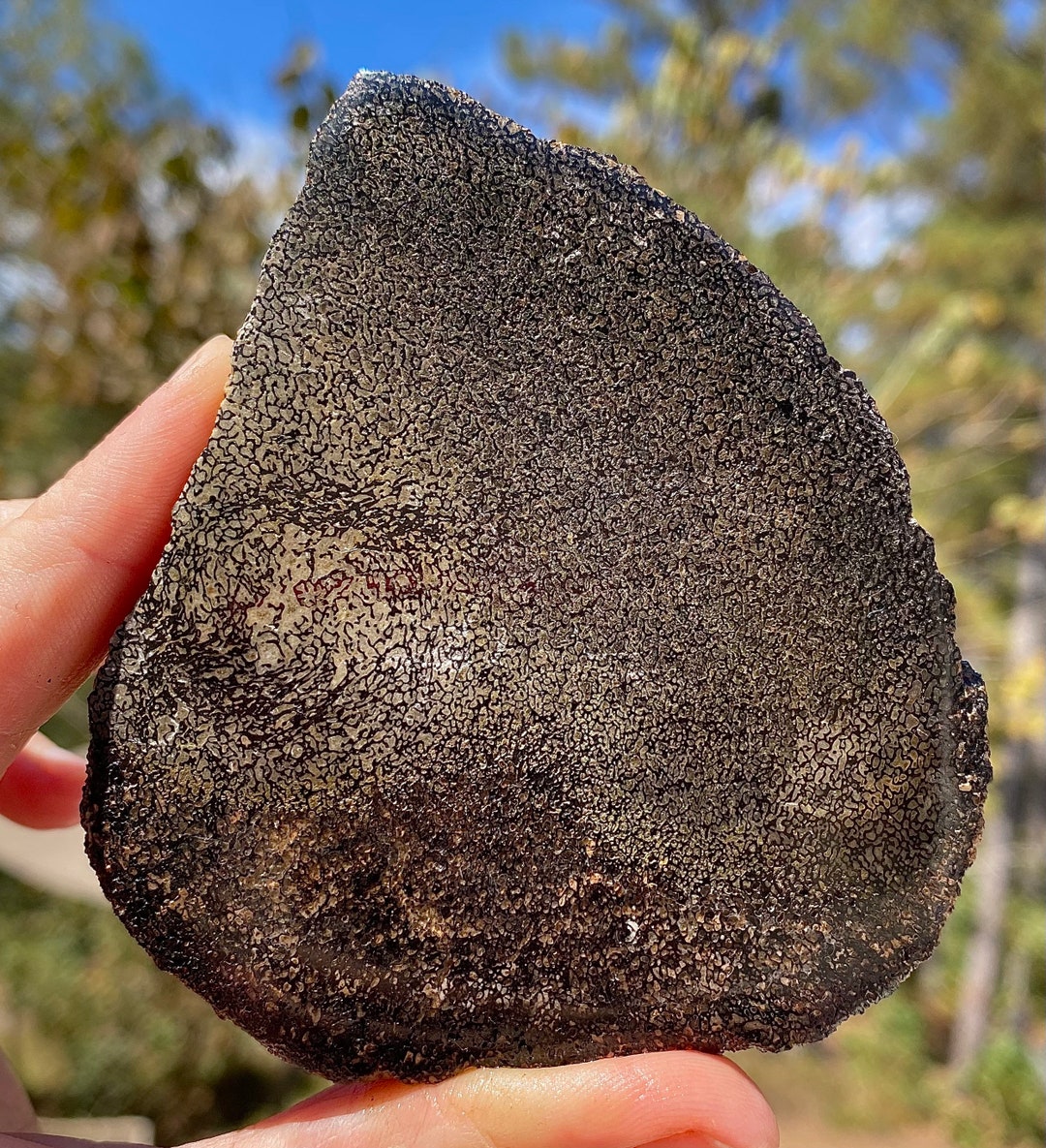 Dinosaur Gem Bone With Good Cell Formation, Slab And/or Cabochon Ready ...