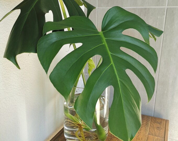 Monstera Deliciosa Rooted Cutting | Tropical Split Leaf Plant | Live ...