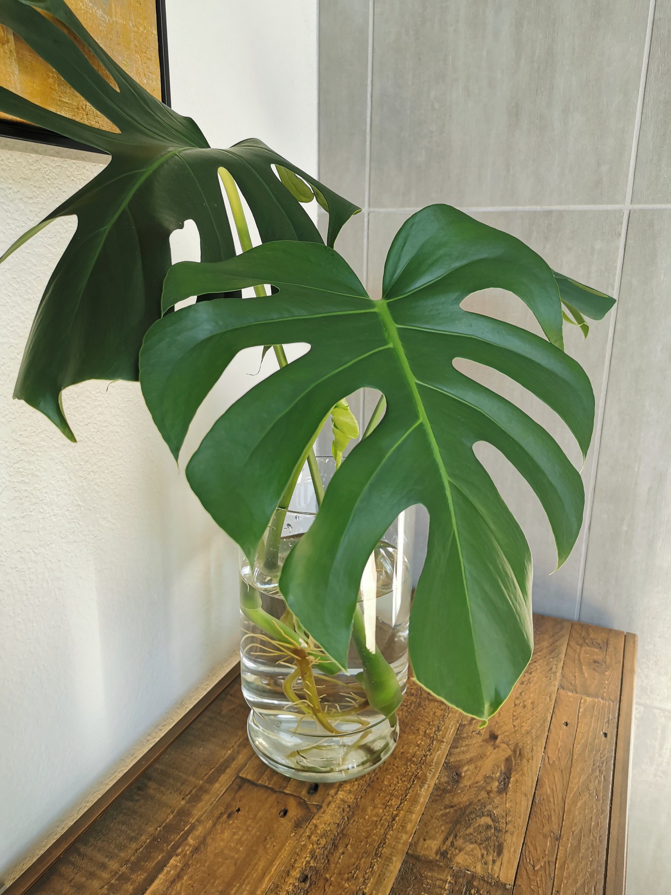 Monstera Deliciosa Rooted Cutting Tropical Split Leaf Plant Live ...