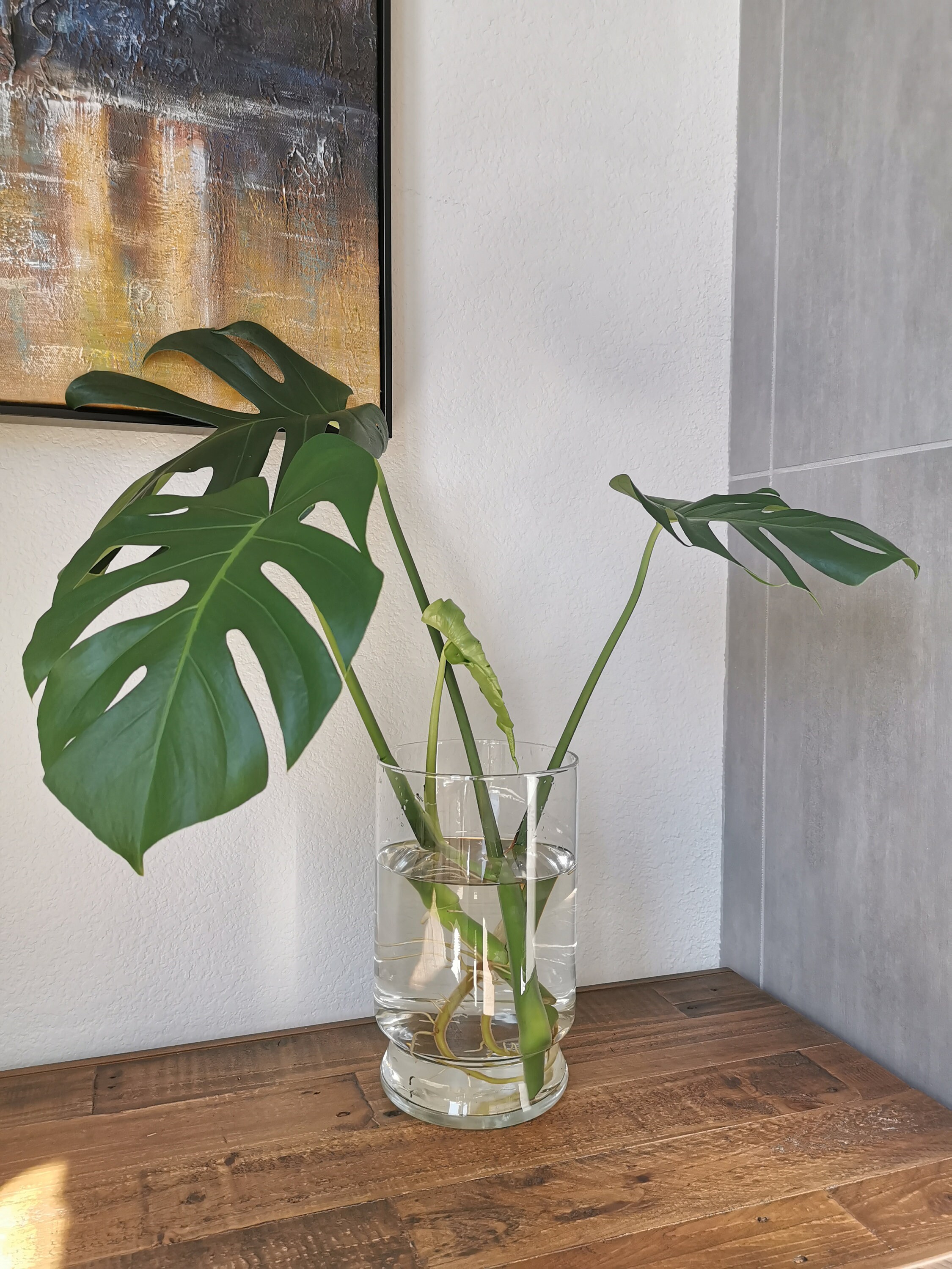Monstera Deliciosa Rooted Cutting Tropical Split Leaf Plant Live ...