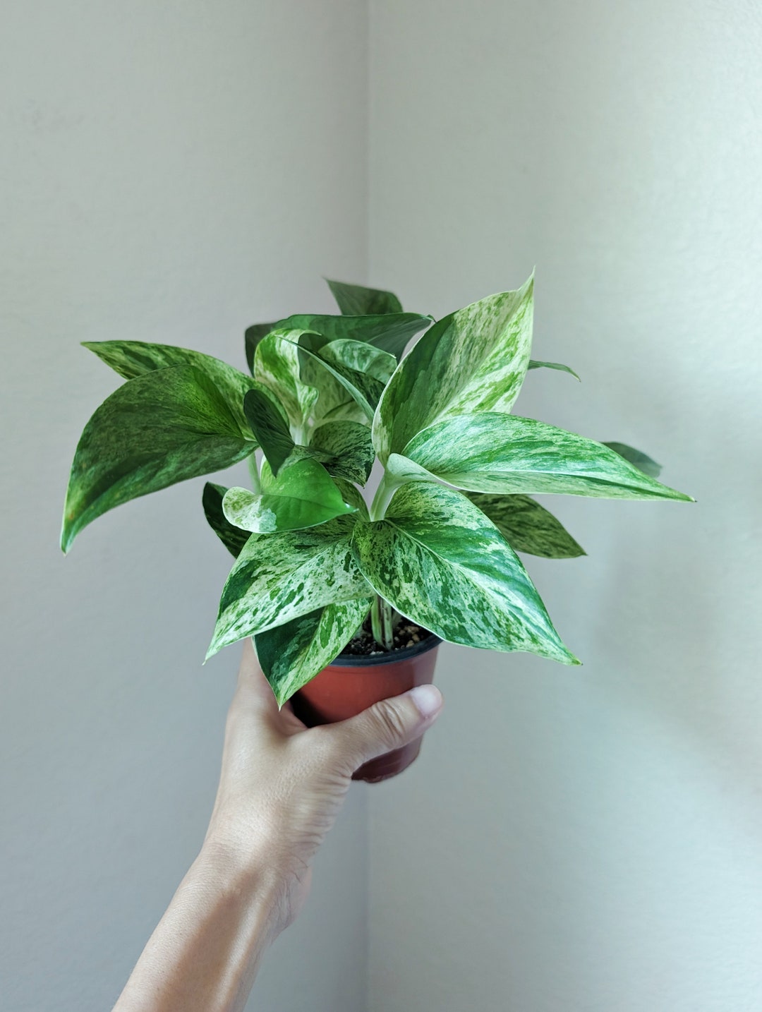 Marble Queen Pothos 2'' 3''4 Pot Variegated Pothos Starter Plant Easy ...