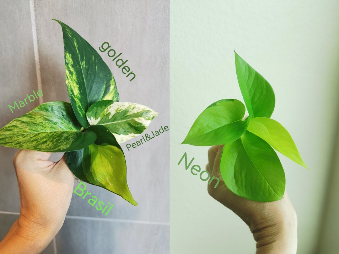 Pothos Cuttings Variety Pack Marble Queen Pothos, Golden Pothos, Pearls ...