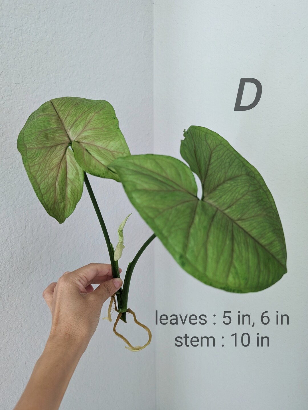 Arrowhead Plant Cutting Rooted Berry Allusion Cutting Syngonium ...