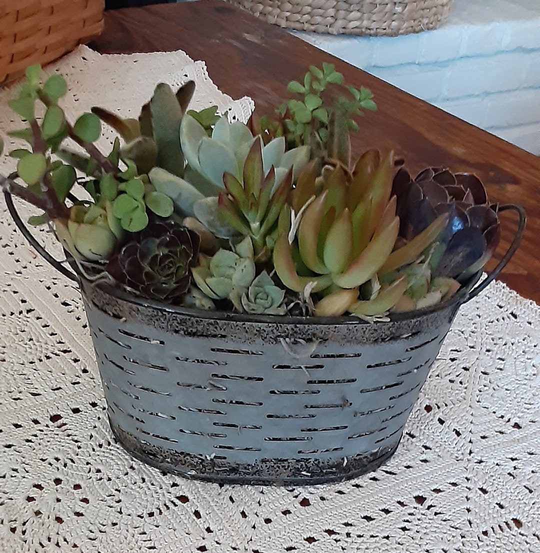 Succulents in a Metal Container Set in Spanish Moss - Etsy