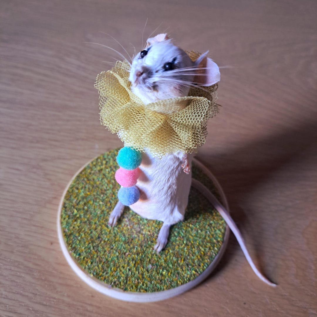 Cute Mouse Taxidermy Clown Oddity Gift. Real Stuffed Rodent Decor - Etsy