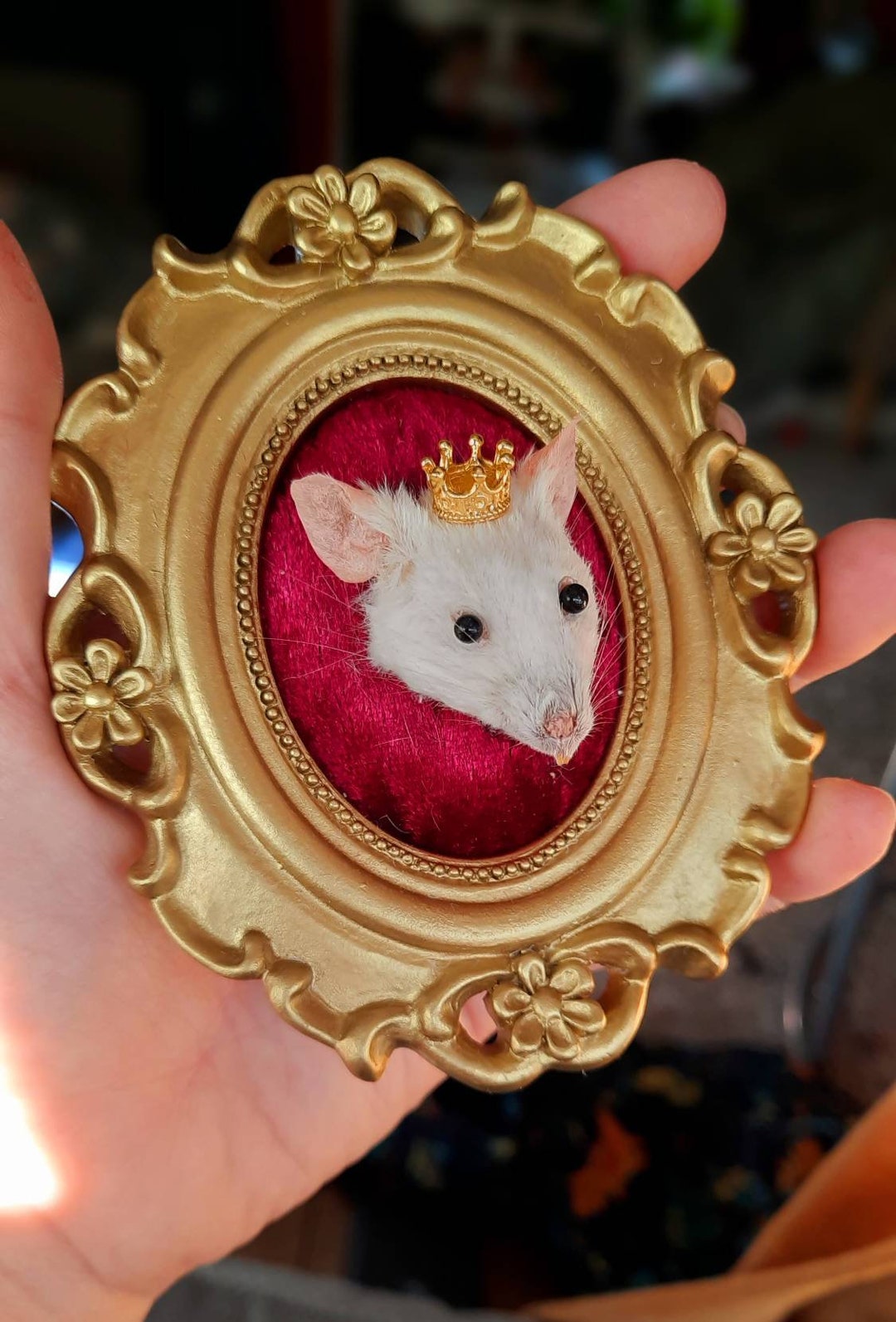 King Queen Royal Mouse Head Taxidermy Mounted and Framed in Gold Oval ...
