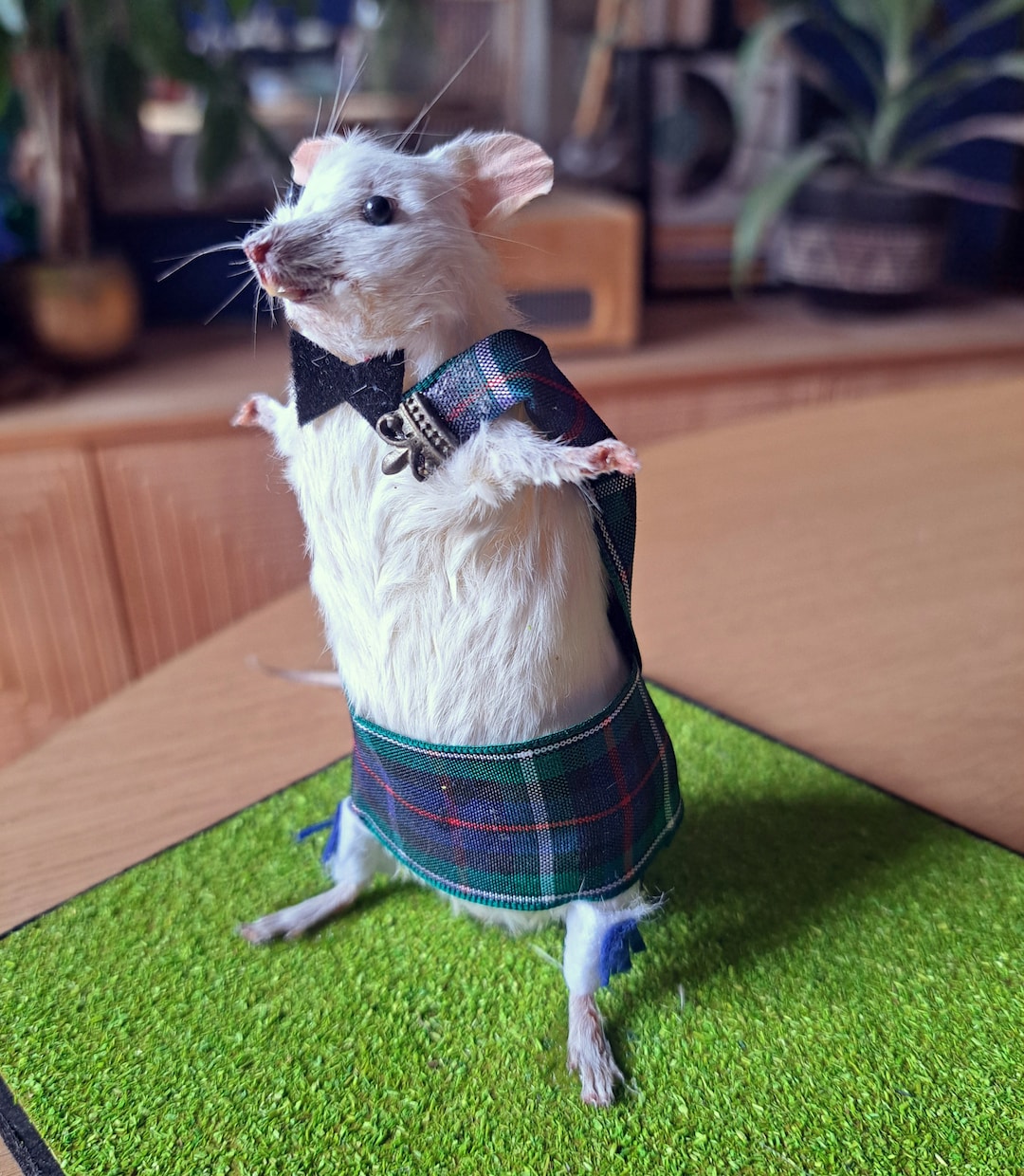 Cute Mouse Taxidermy in Kilt. Quirky Oddity Gift. Scottish Mouse - Etsy