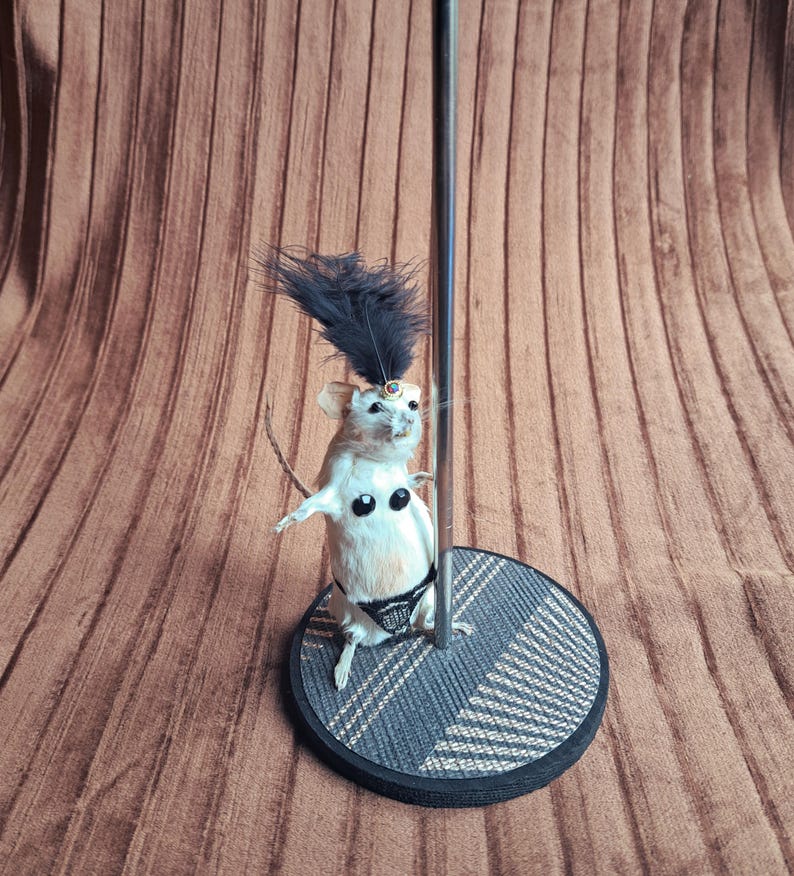 Mouse Taxidermy Show Girl Pole Dancer Quirky Oddity Gift. With Black ...