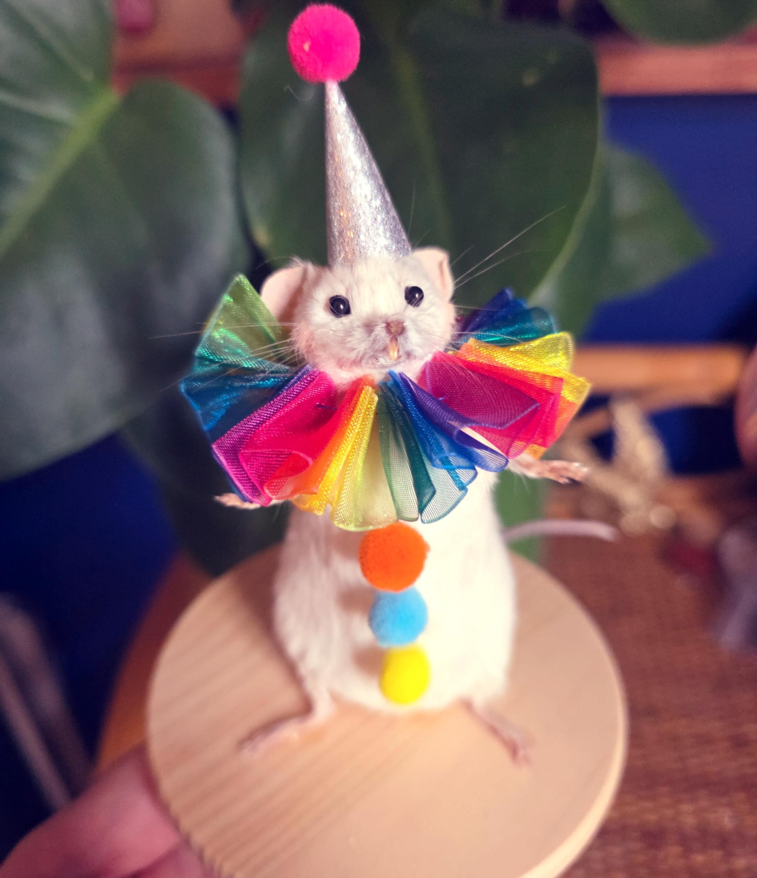 Cute Mouse Taxidermy Rainbow Clown Oddity Gift. Real Stuffed Rodent ...