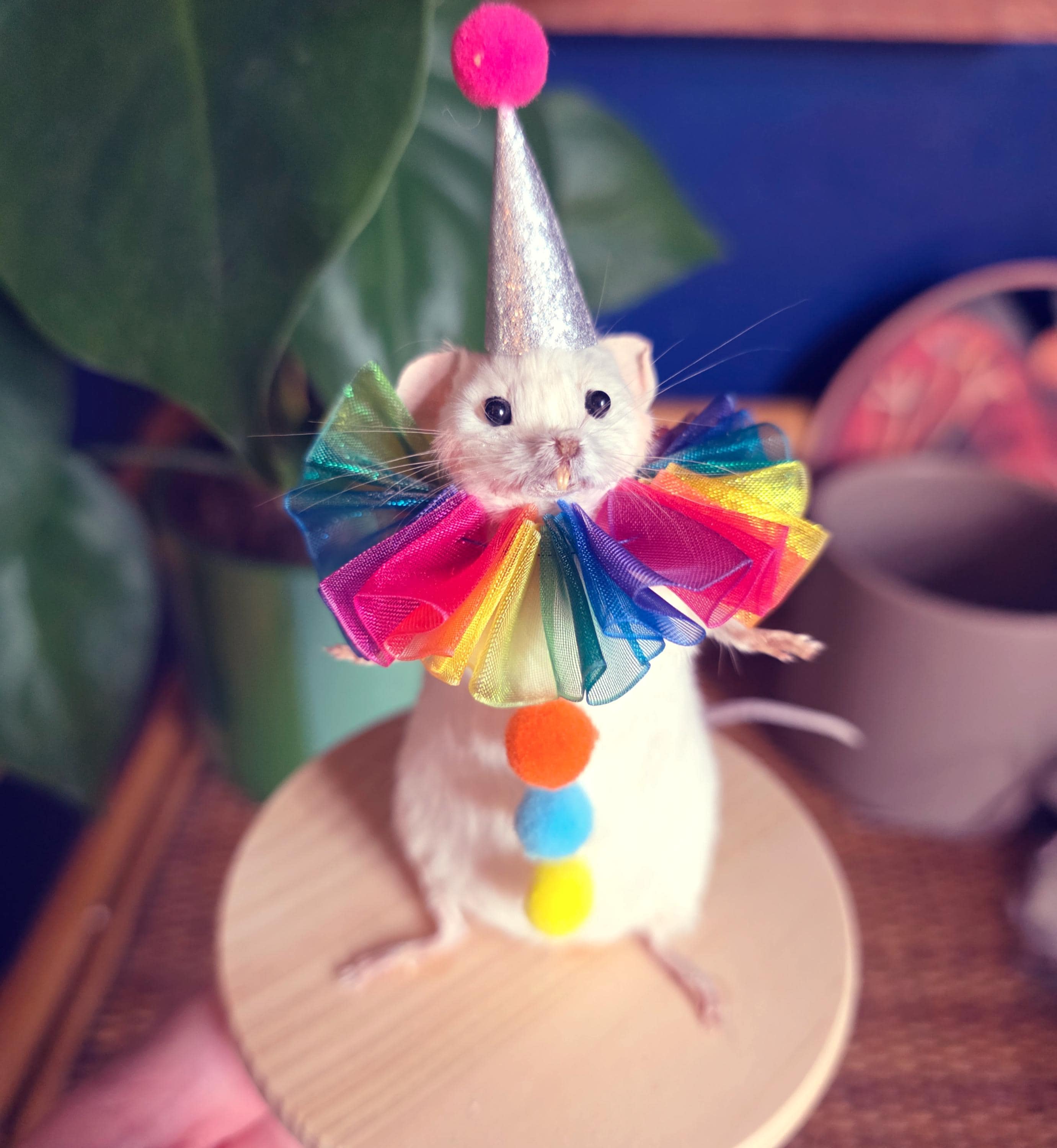 Cute Mouse Taxidermy Rainbow Clown Oddity Gift. Real Stuffed Rodent ...