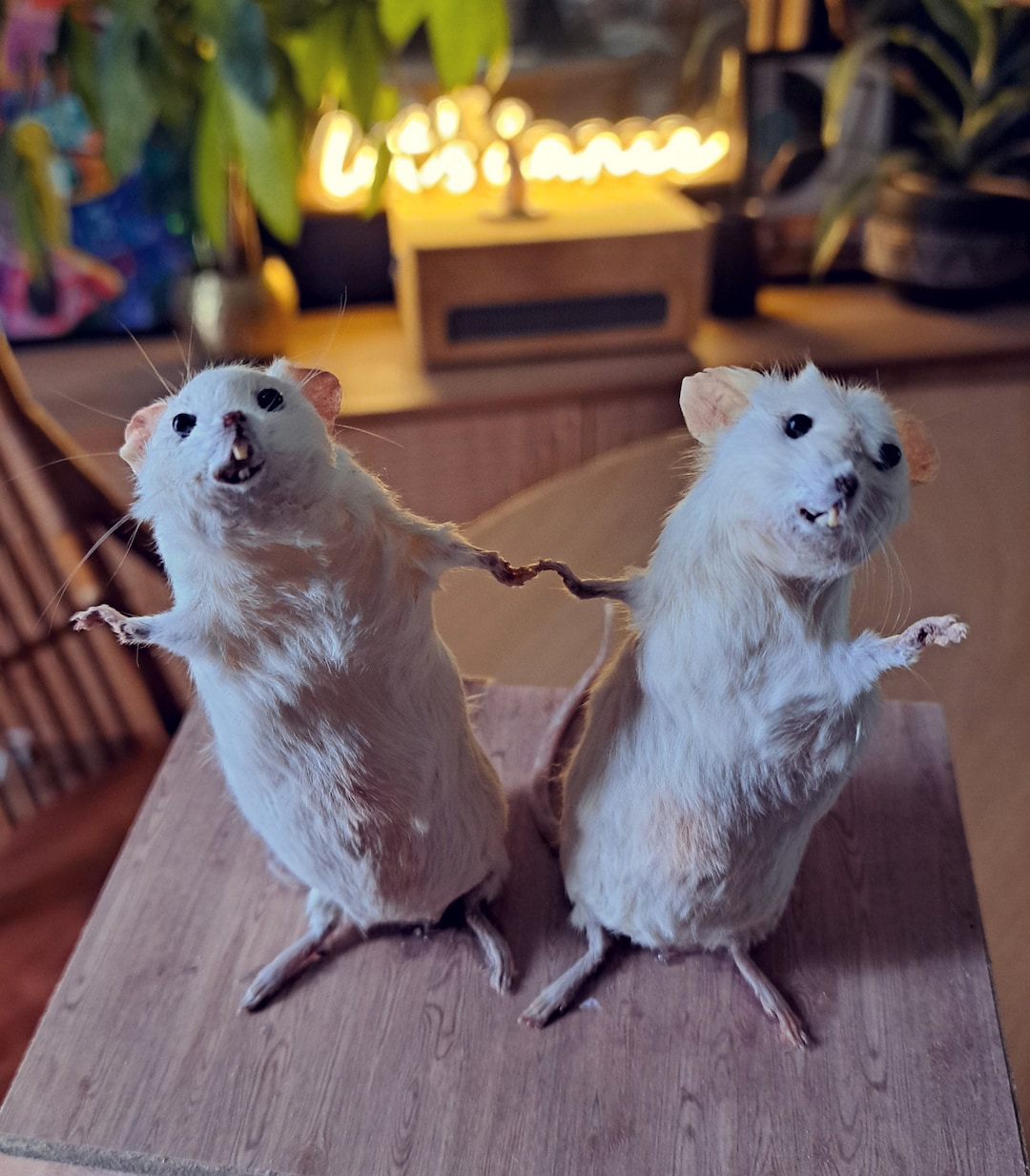 Mouse Taxidermy: Quirky White Mice Holding Hands - Etsy